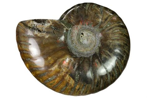 2 3 Red Flash Ammonite Fossil Madagascar 151645 For Sale