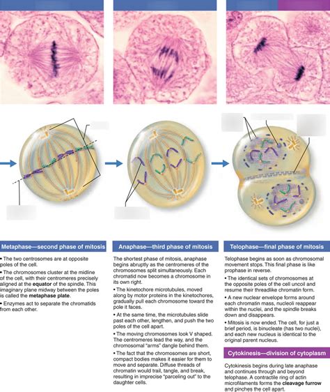 The Interphase Cell Ex 4 Diagram Quizlet