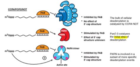 Mrna Degradation And Quality Control Karteikarten Quizlet