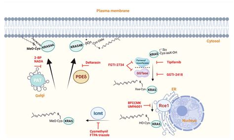 Past And Future Strategies To Inhibit Membrane Localization Of The Kras