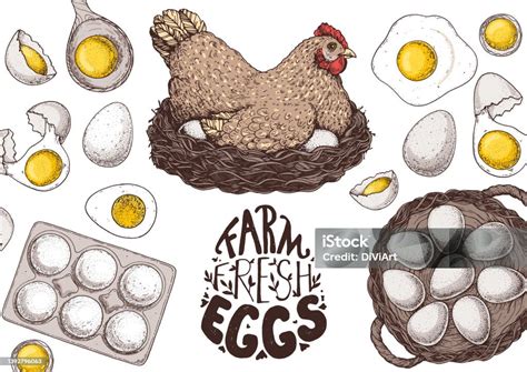 닭고기 달걀 둥지에 앉아있는 암탉 손으로 그린 그림 농장 계란 디자인 템플릿 벡터 일러스트레이션 건강 식품 패키지 디자인 요소 가금류에 대한 스톡 벡터 아트 및 기타 이미지