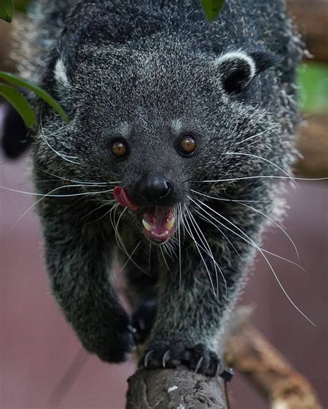 Binturong Animaux Canidés Ecureuil