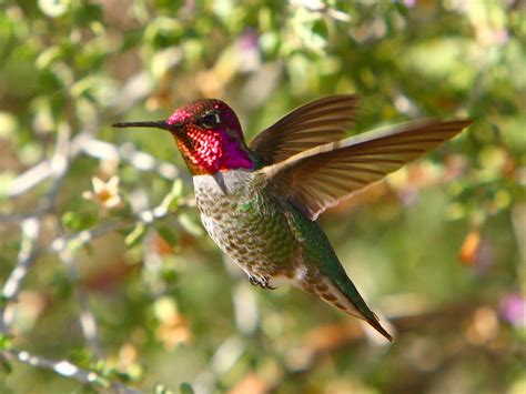 Free Hummingbird Desktop Wallpaper Wallpapersafari
