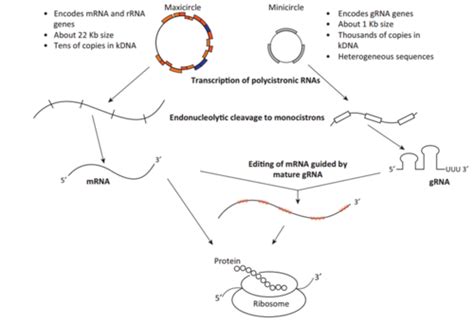 Rna Editing Flashcards Quizlet