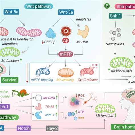 Interplay Between Mitochondrial Biogenesis And Developmental Signalling Download Scientific