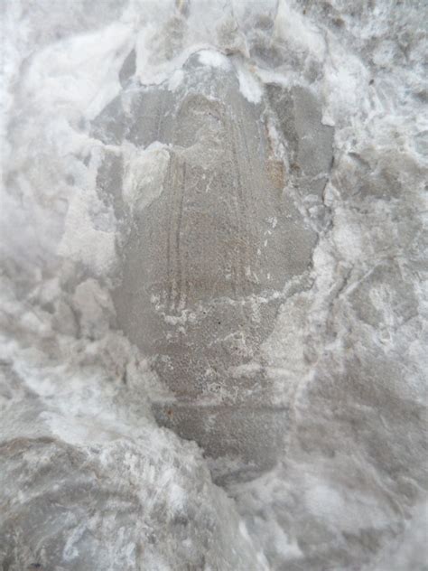 Bullet Bodied Fossil Close Up Member Collections The Fossil Forum