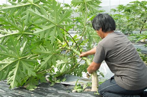 有機木瓜 ｜ 永勝有機木瓜園 Superbuy市集 給您健康的好味道