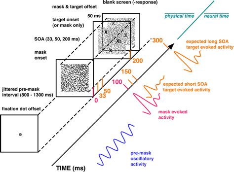 Temporal Integration Masking Stimuli Trial Sequence And Expected Meg