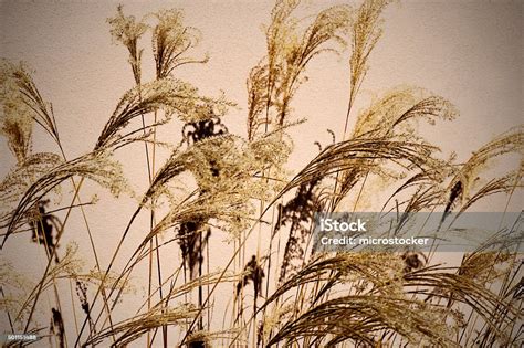 분수풀 에 Bar에서는 실루엣만 비치는 플라스터 벽 선택적 집중입니다 0명에 대한 스톡 사진 및 기타 이미지 Istock