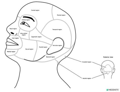Anatomy Of The Head And Neck Salivary Glands Oral Epithelium Glosso