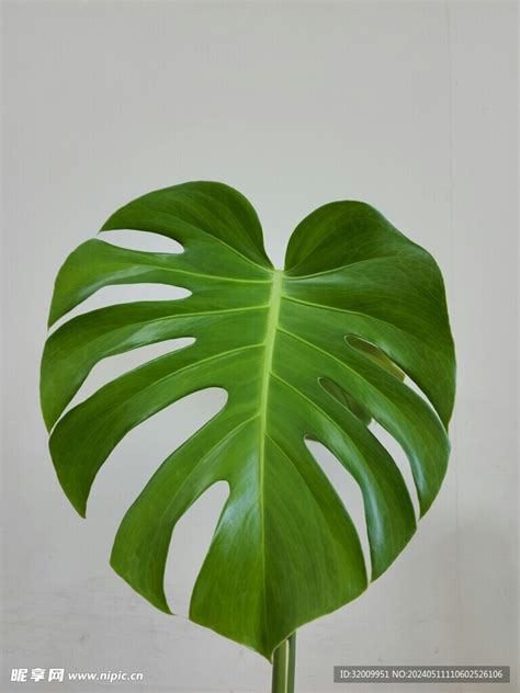 龟背竹 摄影图花草生物世界摄影图库昵图网