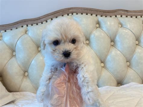 말티푸 여아 599000 비숑프리제분양가 유기견 미니비숑 웰시코기분양 스피츠 요크셔테리어분양 먼치킨고양이 노르웨이숲고양이분양 강아지책임분양 브리티쉬숏헤어분양