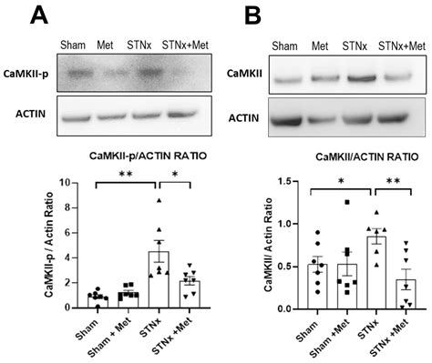 Beta Blockade Prevents Cardiac Morphological And Molecular Remodelling In Experimental Uremia