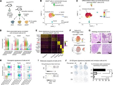 Single Cell Mapping Identifies Msi Cells As A Common Origin For