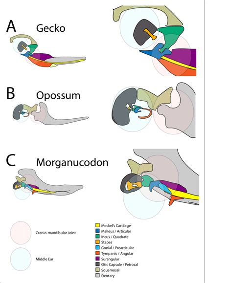 Schematic Of Cranial Mandibular Jaw Articulation Showing The Roles Of