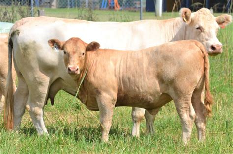 Charolais Cattle Australia Performance Charolais Genetics Glenlea Beef