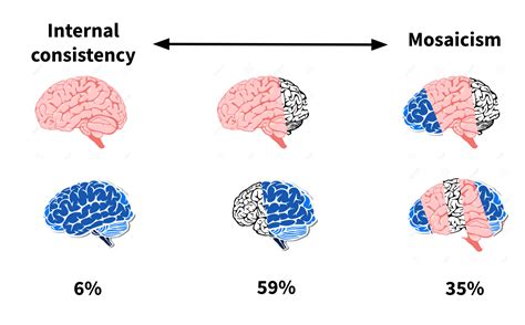 Male And Female Brains