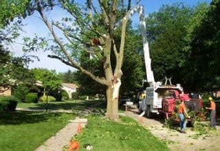 North Sydney Tree Services Emergency Tree Services