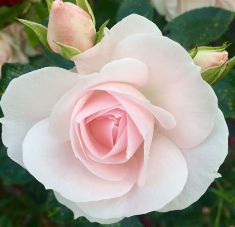 Нежная роза в саду в Норвегии🌹☀️