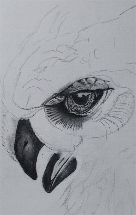 How To Draw A Realistic Bird