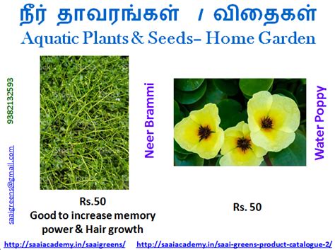 பொருட்களின் இருப்பு saai greens product catalogue saai academy