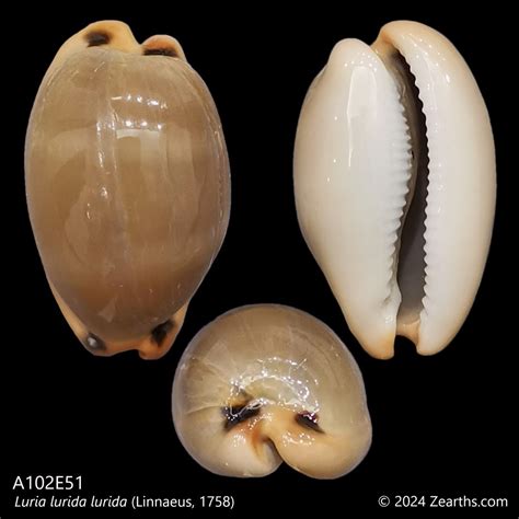 A102e51 Luria Lurida Lurida Linnaeus 1758 Zearths Collections