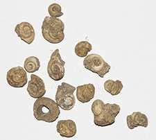 Fossil Hunting EXPLORE Blog