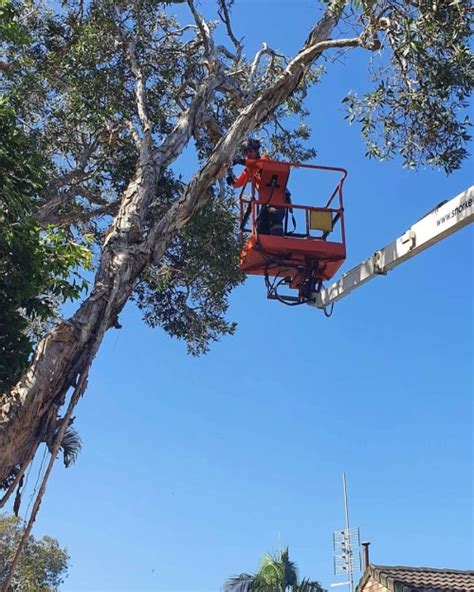 Tree Maintenance Caloundra Trees