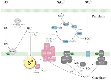 Genome Based Phylogeny Of The Genus Thiothrix Encyclopedia Mdpi