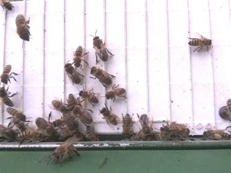 Bees Annotated By Vir Object Detection Dataset V1 2024 02 25 218pm