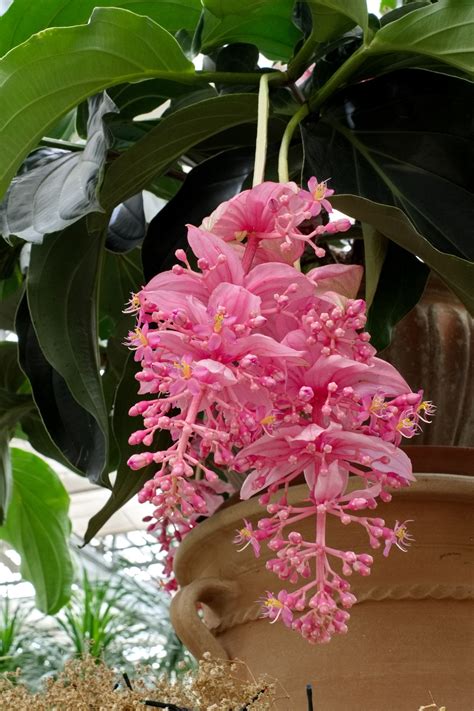 寶蓮花 菁芳園綠生活