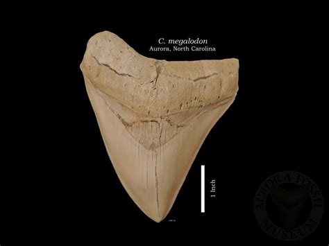 Megalodon Aurora Fossil Museum Megalodon Aurora Fossil Museum