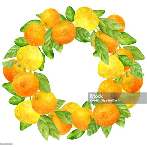 수채화 감귤류 화환 만다린 귤 잎레몬 과일의 손으로 그린 식물 그림 디자인 패키지 장식흰색 배경에 식물 둥근 프레임 0명에 대한 스톡 벡터 아트 및 기타 이미지 Istock