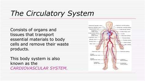 Stem12 Circulatory System Pptx