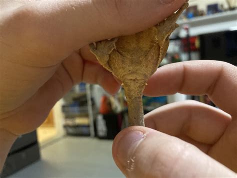 What Sex Is My Gecko R CrestedGecko