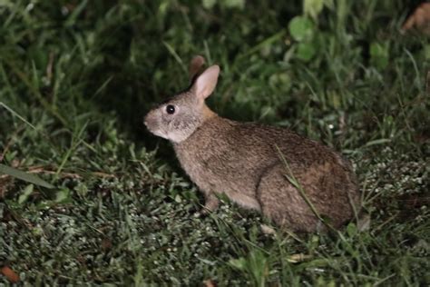 Bunyoro Rabbit Poelagus Marjorita Know Your Mammals