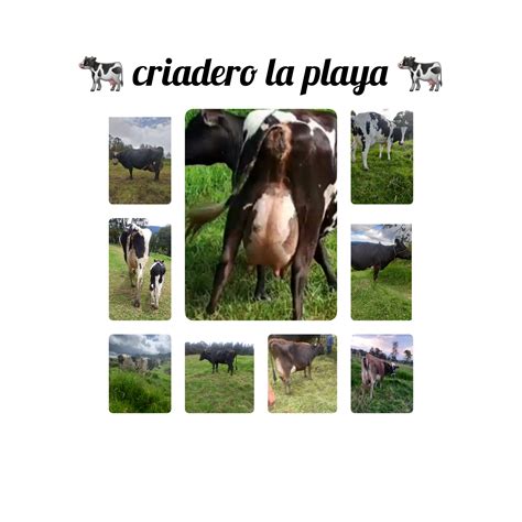 Se Llama La “cuija”y Está Disponible Señores Está Chulada Y Trae Cría Hembra Algo Que Tú