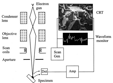 Sem Diagram The Sri Lankan Scientist