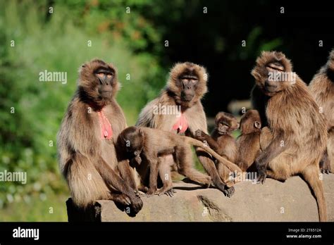 Djelada Or Gelada Baboon Theropithecus Gelada Females And Juveniles