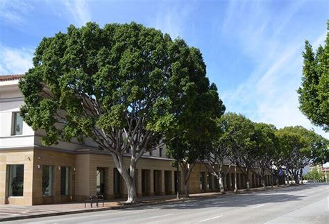 Ficus Indian Laurel Tree Indian Laurel Fig Also Goes By Another Popular Common Name Chinese