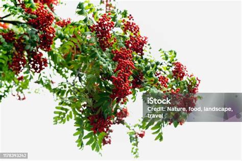 로완 트리 산 재의 가지 맑은 하늘 배경에 대한 잘 익은 열매와 아름다운 나무 0명에 대한 스톡 사진 및 기타 이미지 0명 가을 가을 단풍 Istock