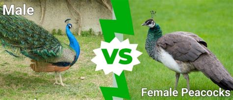 Male And Female Peacocks