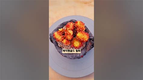 매직쨈골드철화 다육식물다육식물 Succulent 쇼츠 Youtube