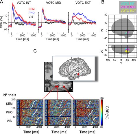 Recordings From Three Ventral Occipito Temporal Cortex Clusters Votc Download Scientific