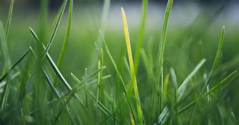 Why Is My Grass Turning Yellow And Dying Lawn Chick