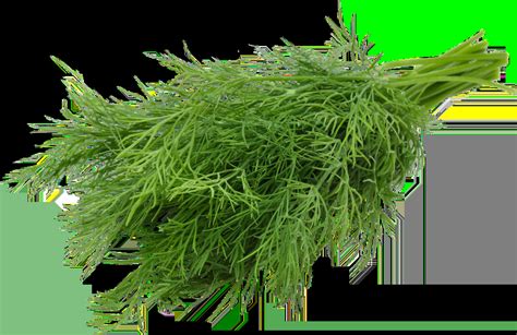 Укроп свежий 100г купить онлайн каталог товаров с ценами интернет магазина 🌻 Лента Москва