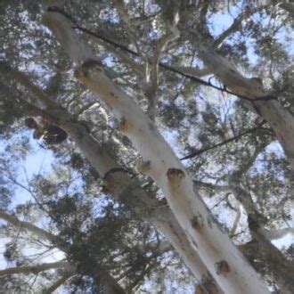 Tree Bracing And Cabling Dos And Don Ts Arbscape