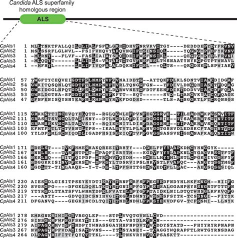 Multiple Alignment Of Als Proteins From C Albicans And C Pelliculosa