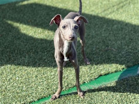 이탈리안그레이하운드호식이 강아지책임분양 강아지분양 고양이분양 컴투펫 시츄 셔틀랜드쉽독 말티푸 미니핀 치와와 요크셔테리어 포메라니안 말티즈 분양