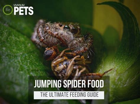 What Do Jumping Spiders Eat Top 7 Jumping Spider Foods